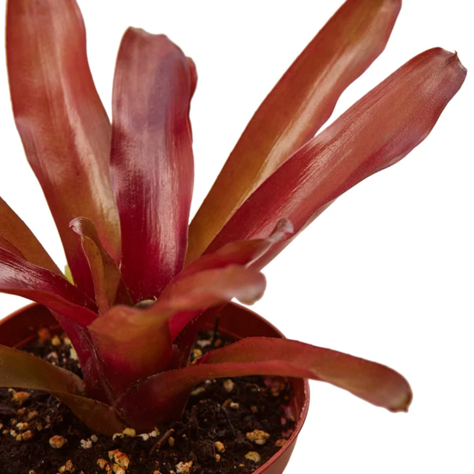 Fireball Bromeliad | Plant Addicts