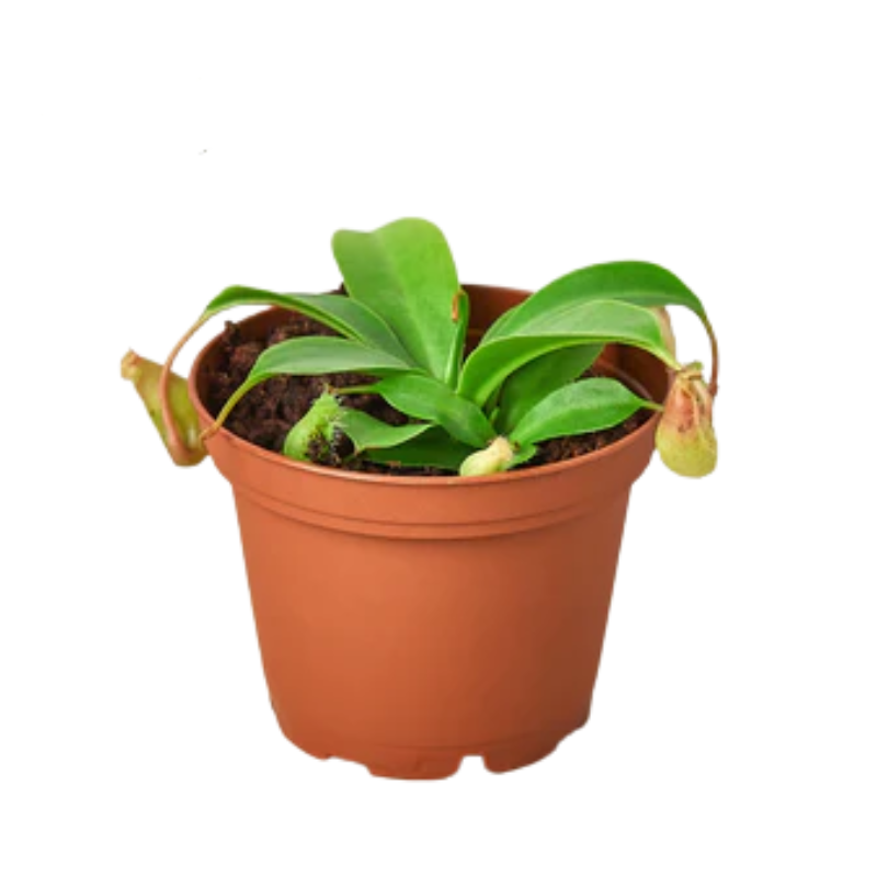 Monkey Cup Plant | Plant Addicts