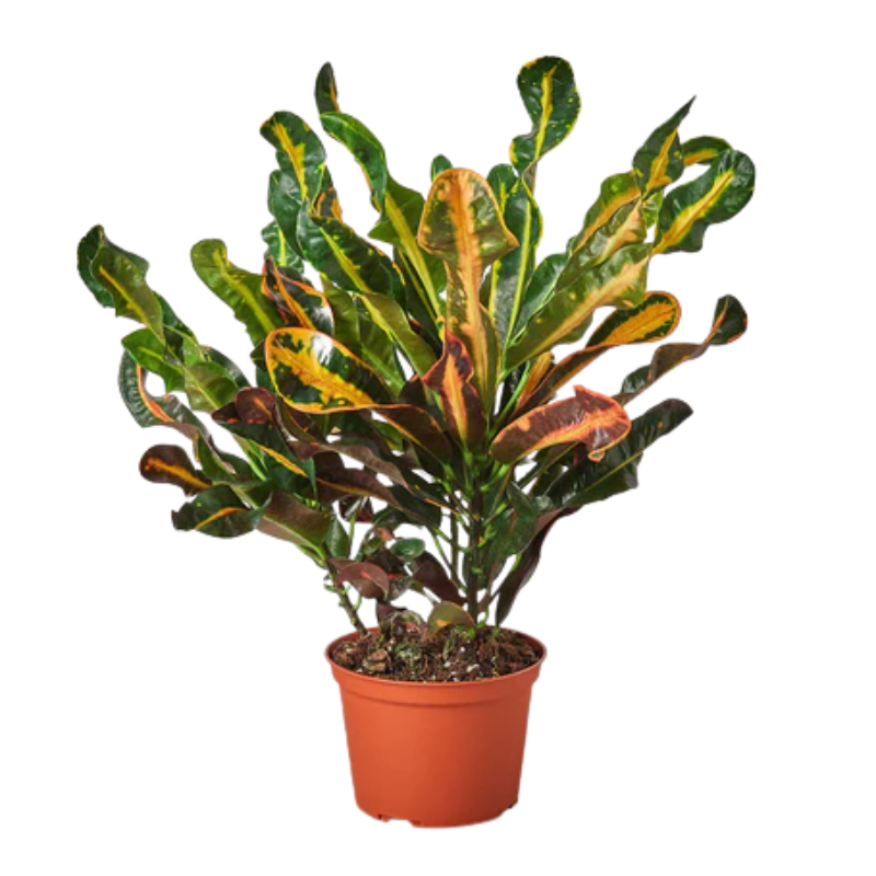 Gold Dust Croton | Plant Addicts