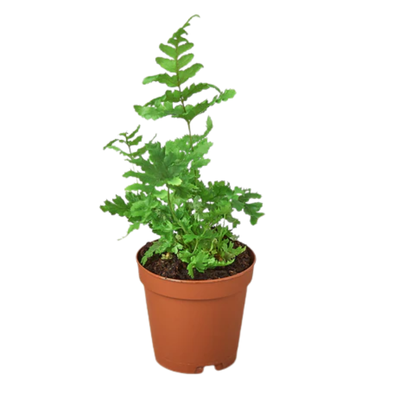 Austral Gem Fern | Plant Addicts