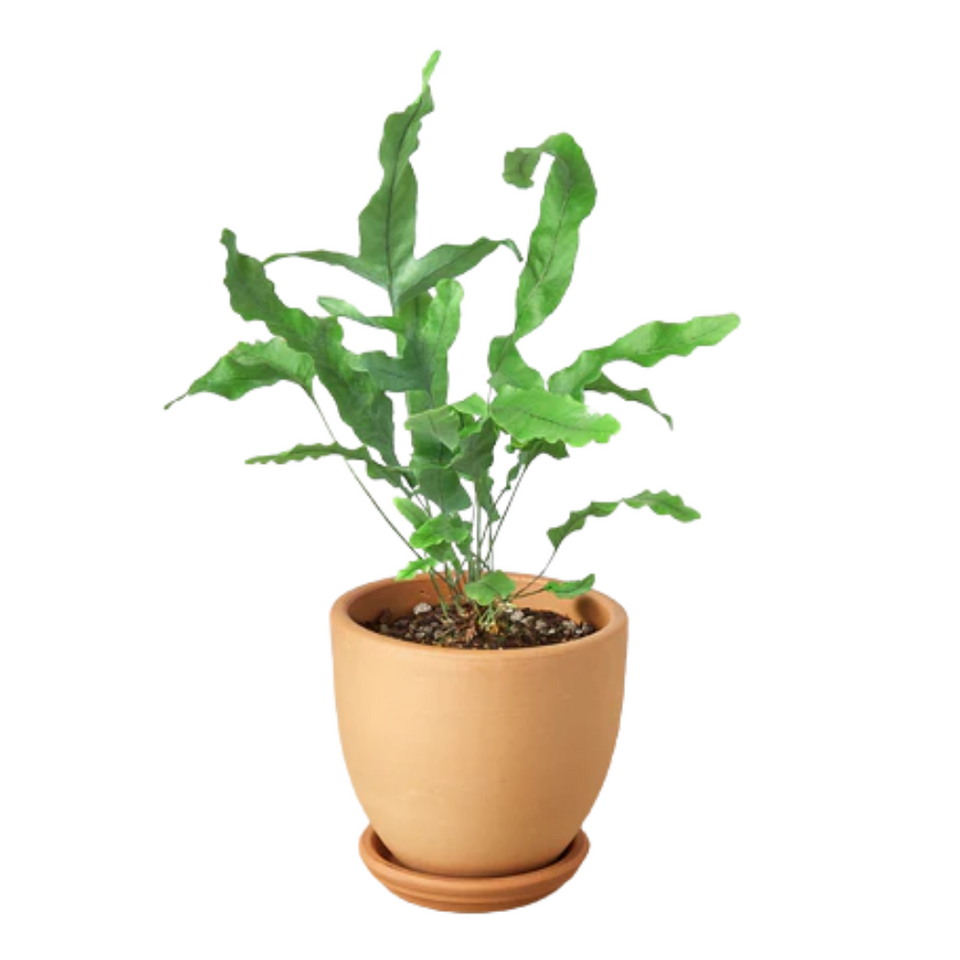 Blue Star Fern | Plant Addicts