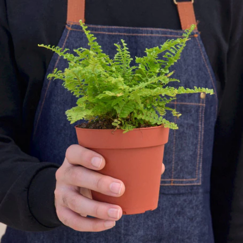 Cotton Candy Fern | Plant Addicts