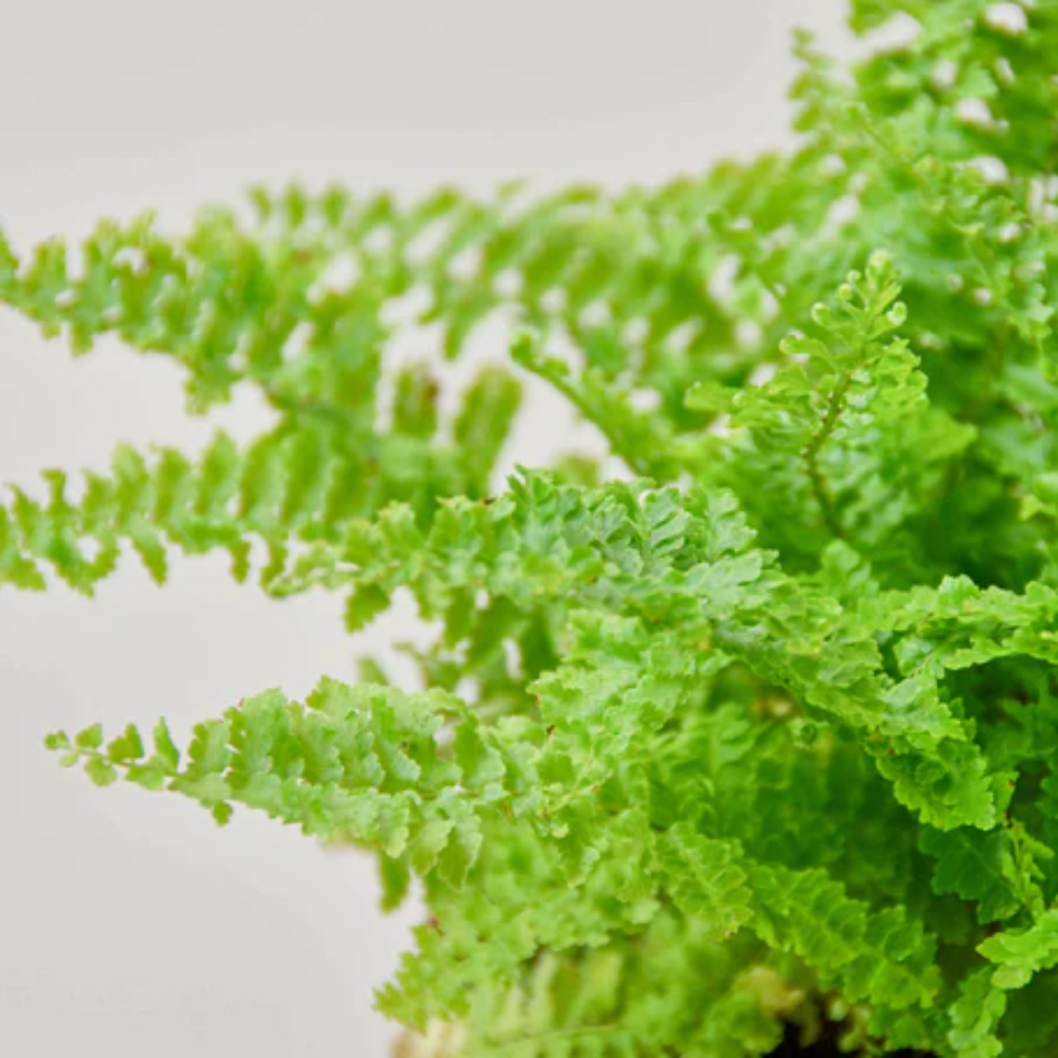 Cotton Candy Fern | Plant Addicts