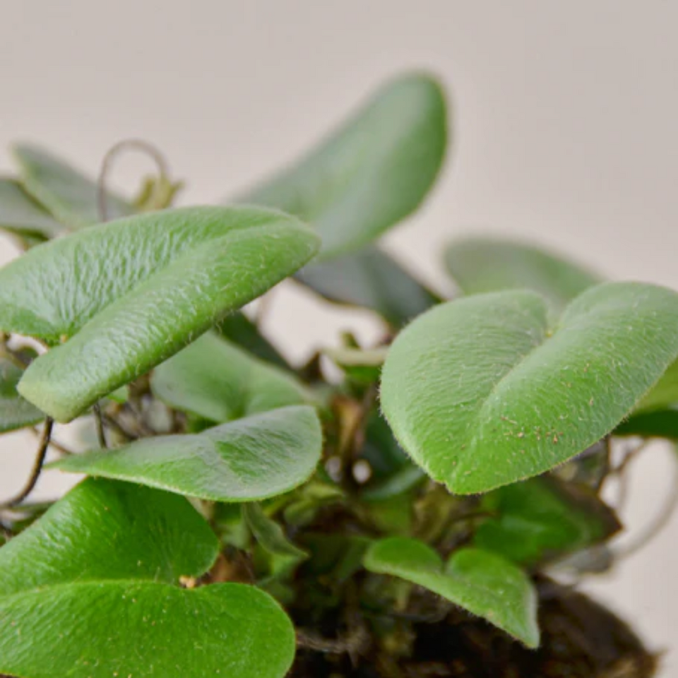 Heart Fern | Plant Addicts