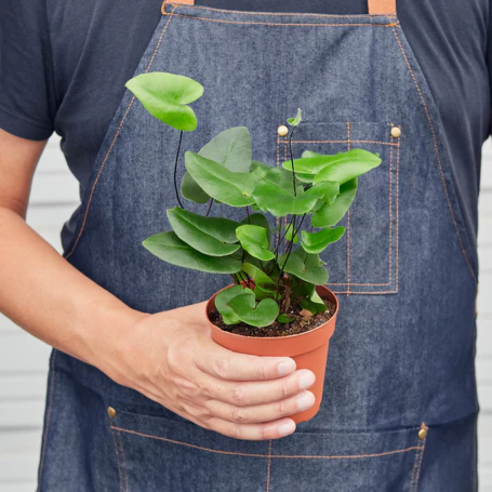 Heart Fern | Plant Addicts