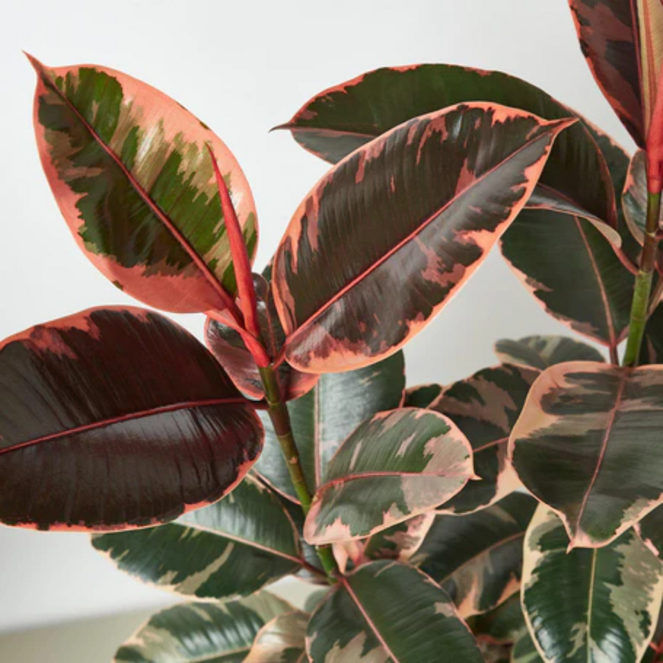 Ruby Pink Rubber Tree | Plant Addicts