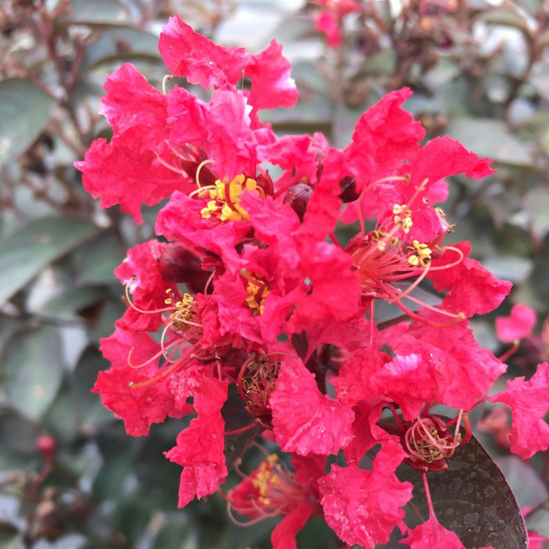 Infinitini® Watermelon Crape Myrtle | Plant Addicts