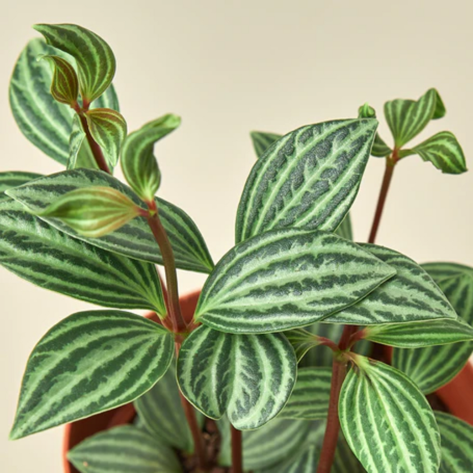 Parallel Peperomia | Plant Addicts