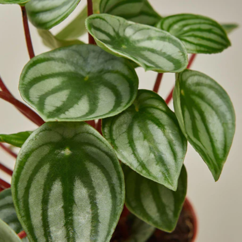 Marble Peperomia | Plant Addicts