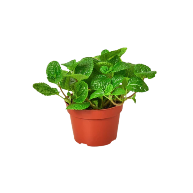 Chinese Money Plants | Pilea | Plant Addicts