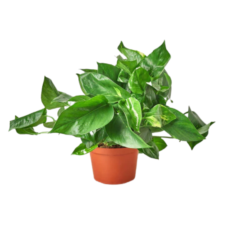 Silver Satin Pothos | Plant Addicts