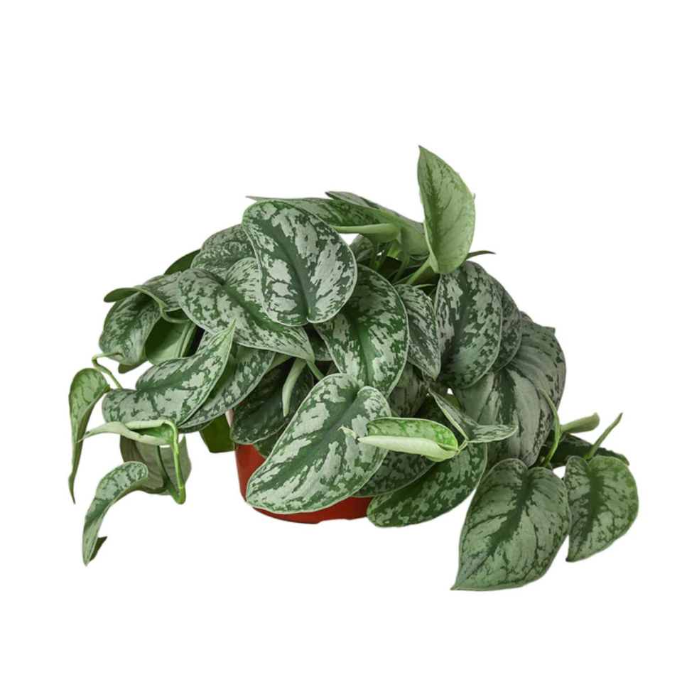 Marble Queen Pothos | Plant Addicts