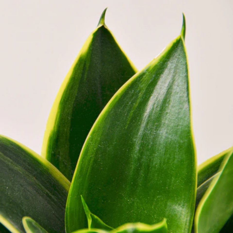 Emerald Star Snake Plant | Plant Addicts