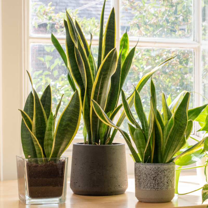 Houseplants | Indoor Plants | Plant Addicts