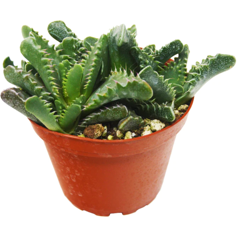 Tiger Jaws Succulent | Plant Addicts