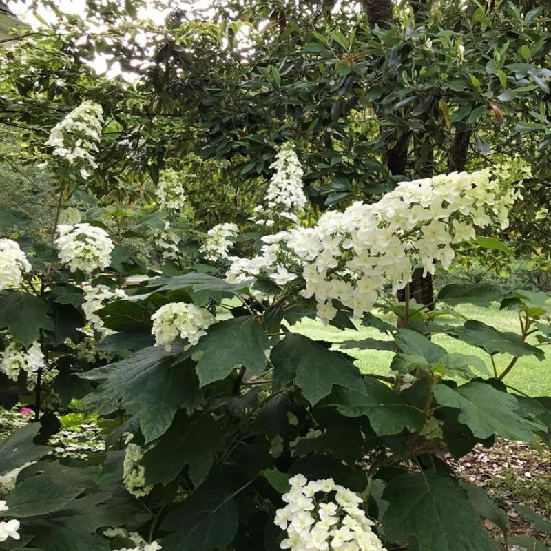Phantom Hydrangea | Plant Addicts