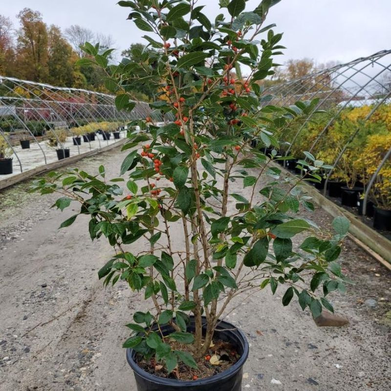 Jim Dandy Winterberry | Plant Addicts