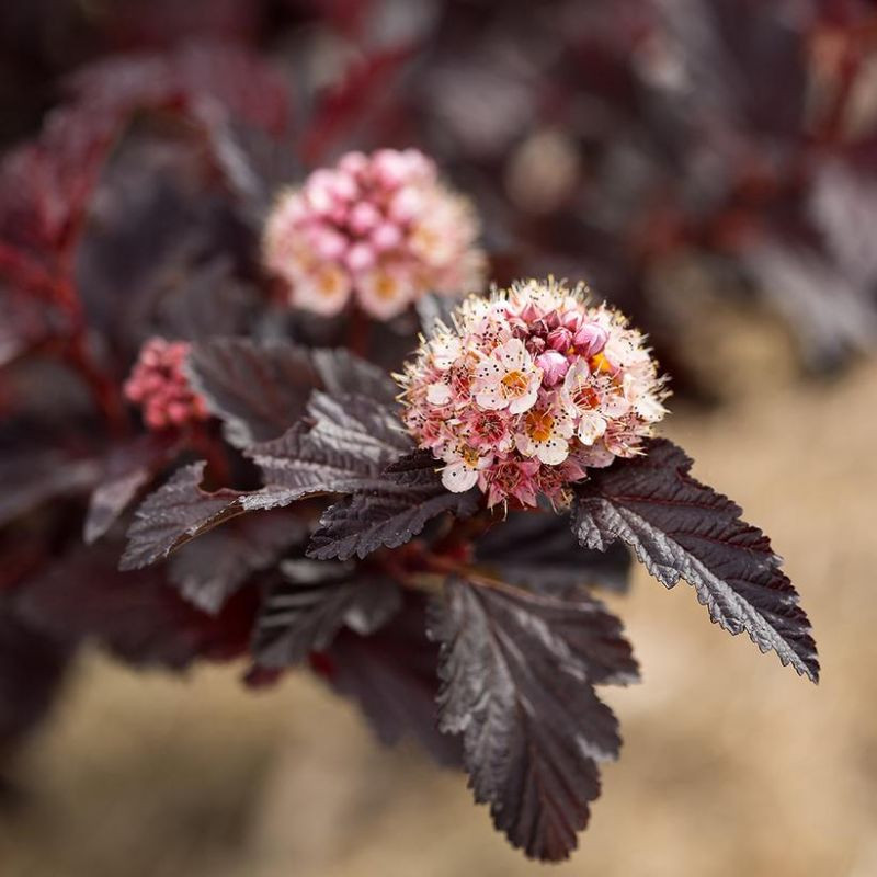 Summer Wine® Black Ninebark | Plant Addicts