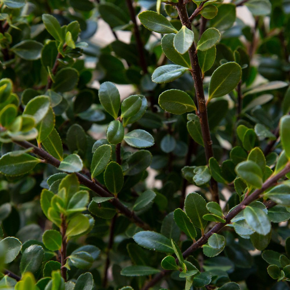 Hoogendorn Japanese Holly | Plant Addicts