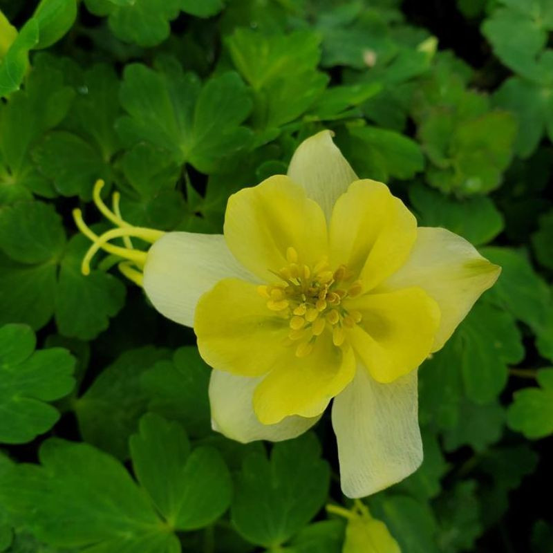 Earlybird™ Red and White Columbine | Plant Addicts