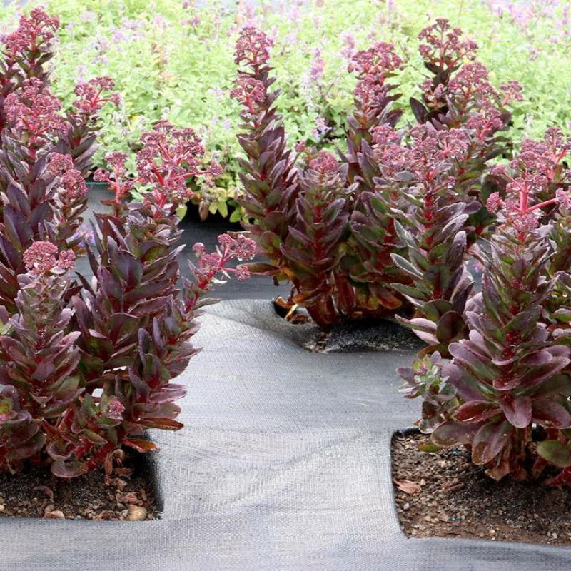 Night Light Stonecrop Sedum | Plant Addicts