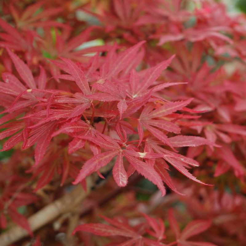 Waterfall Japanese Maple | Plant Addicts