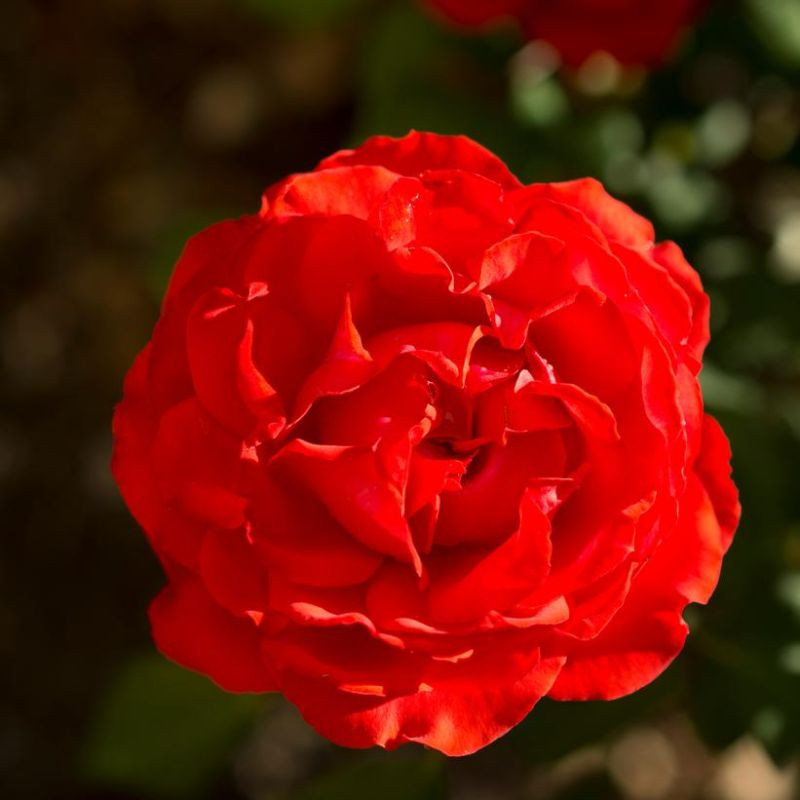 John F. Kennedy Hybrid Rose | Plant Addicts