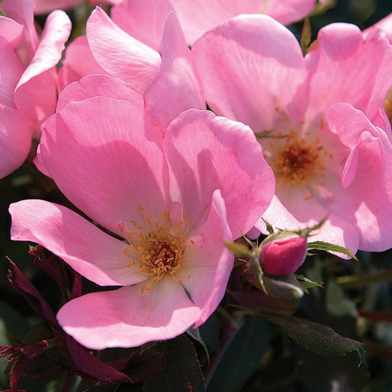 Petite Knock Out® Miniature Rose | Plant Addicts