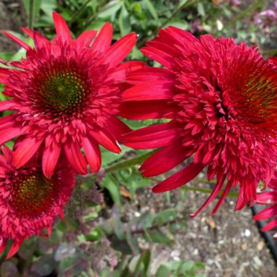 Ruby Giant Coneflower | Plant Addicts