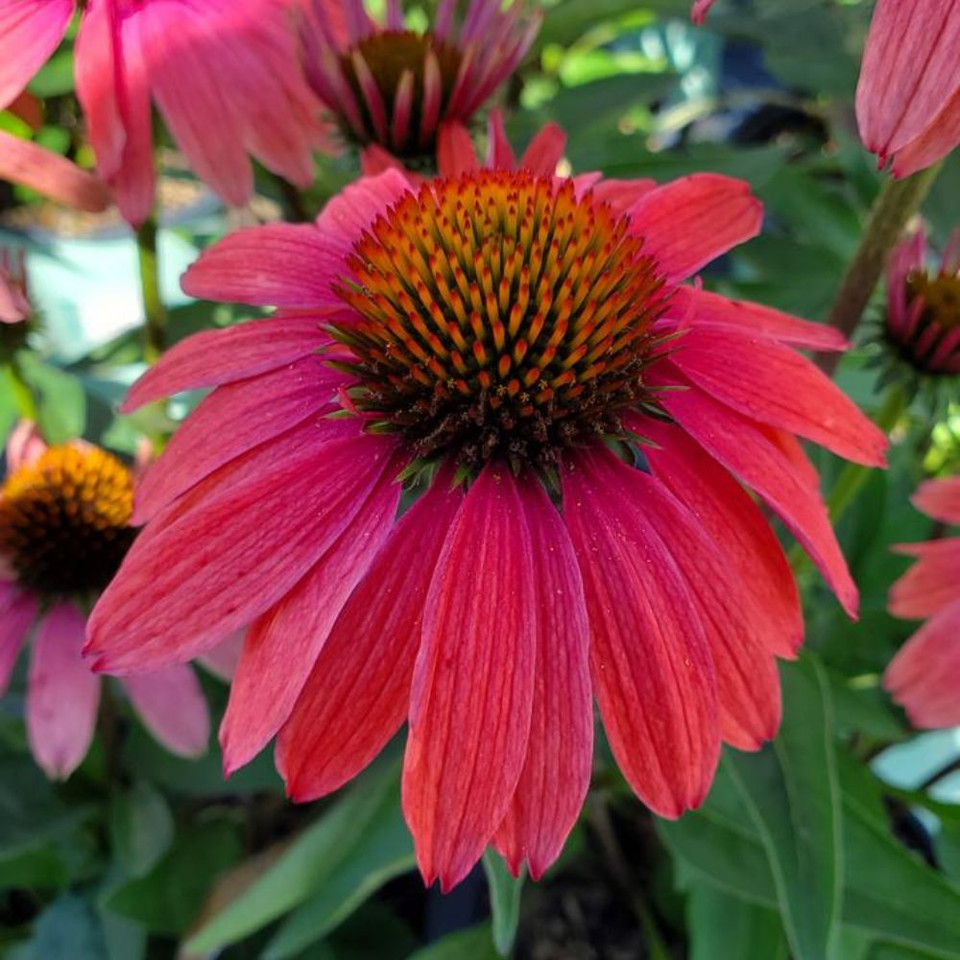Playful Meadow Mama™ Coneflower | Plant Addicts