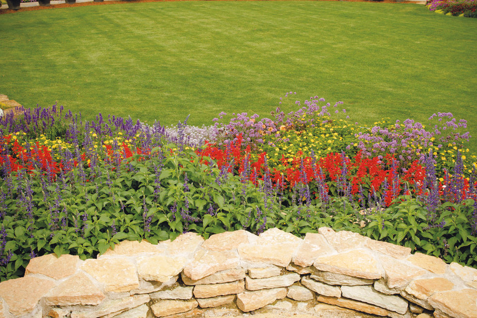 Color Spires® Violet Riot Salvia | Plant Addicts