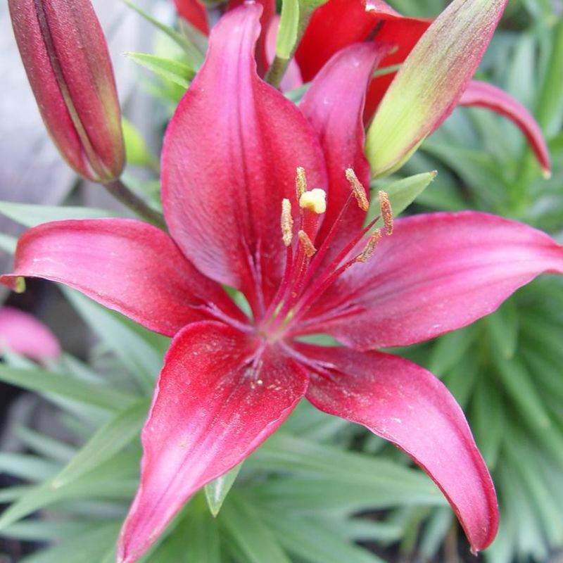 Tiny Ghost Lily | Plant Addicts