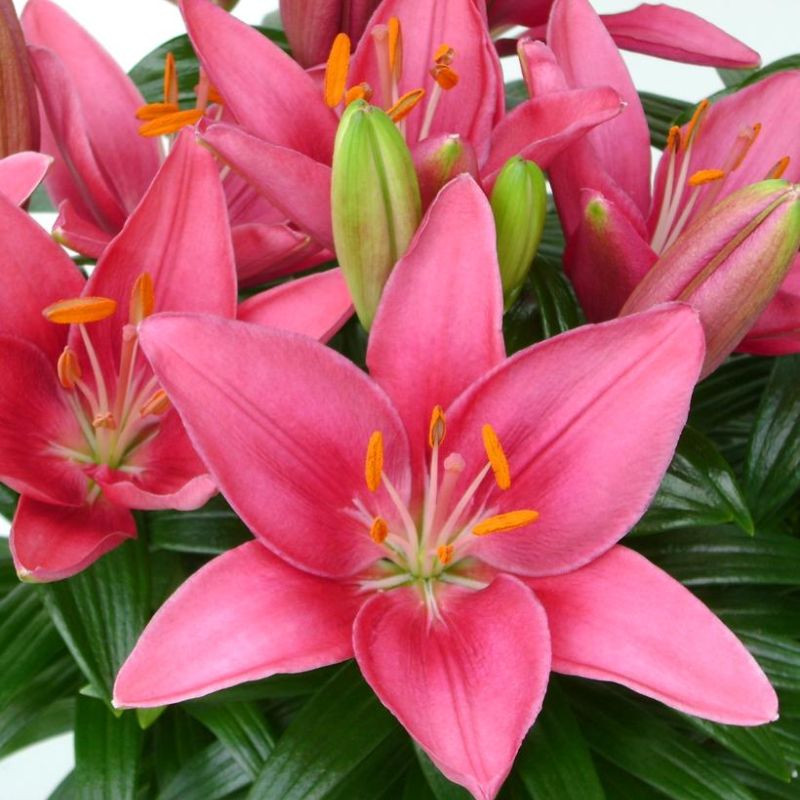 Tiny Double You Lily | Plant Addicts
