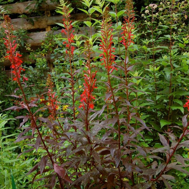 Native Blue Cardinal Flower | Plant Addicts