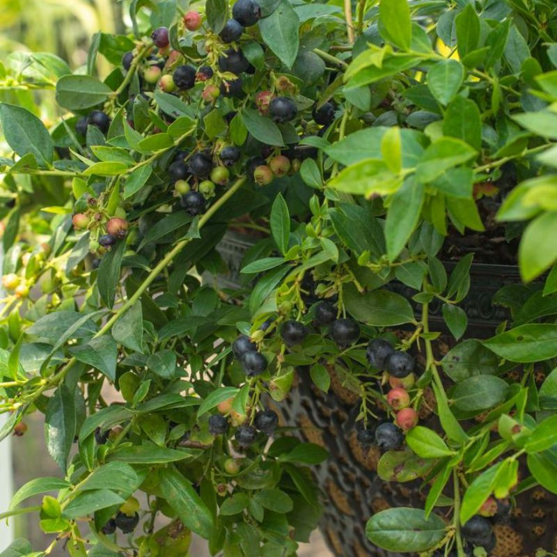 Top Hat Blueberry | Plant Addicts