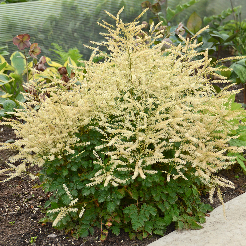 Vision in Red Astilbe | Plant Addicts