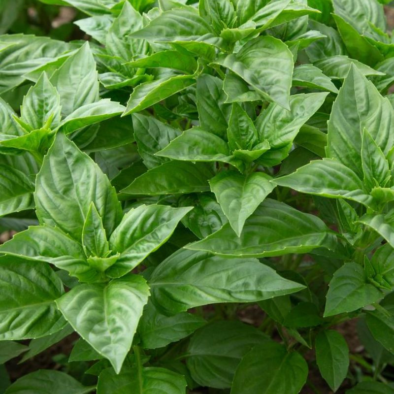 Basil Plants | Herbs | Plant Addicts