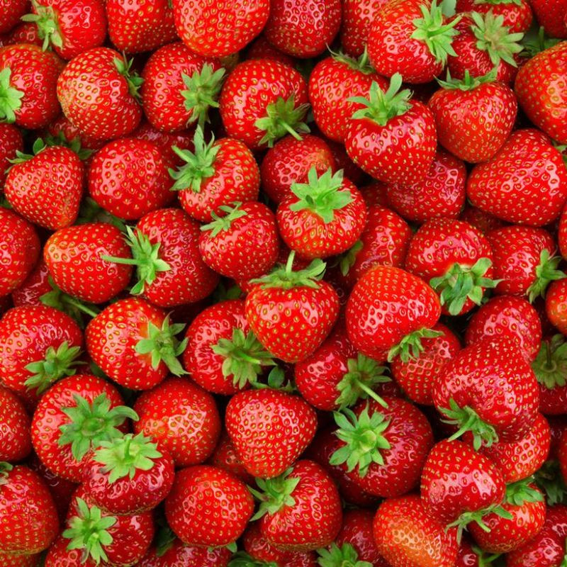 Alpine Strawberry Plant | Plant Addicts