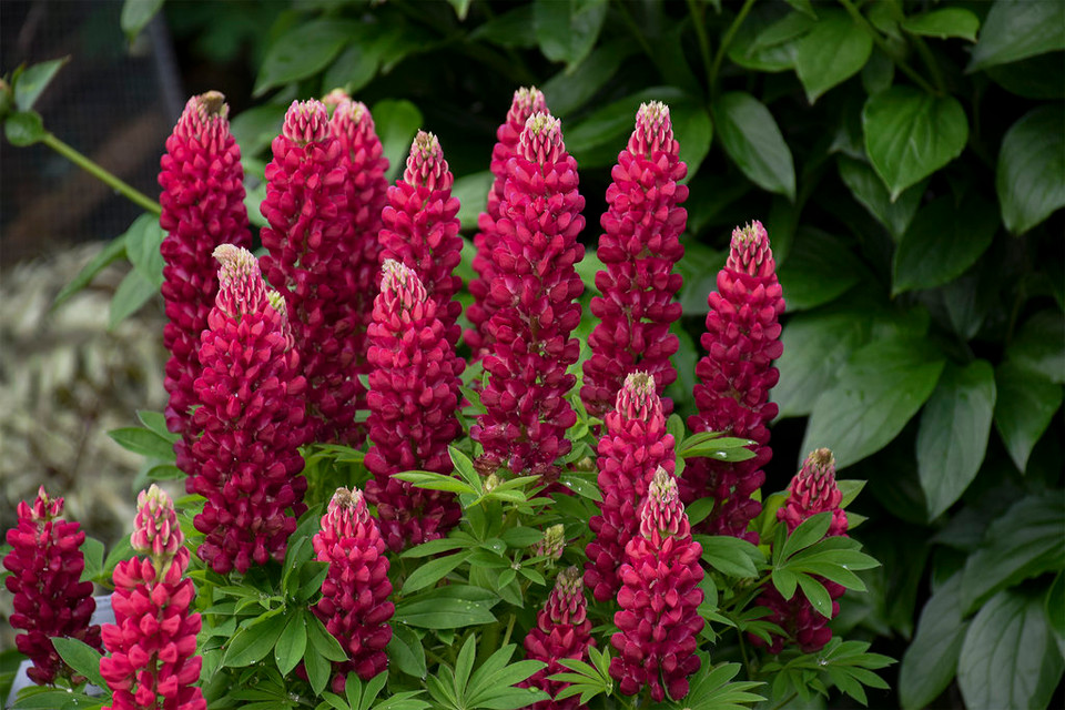 Mini Gallery Red Lupine | Plant Addicts