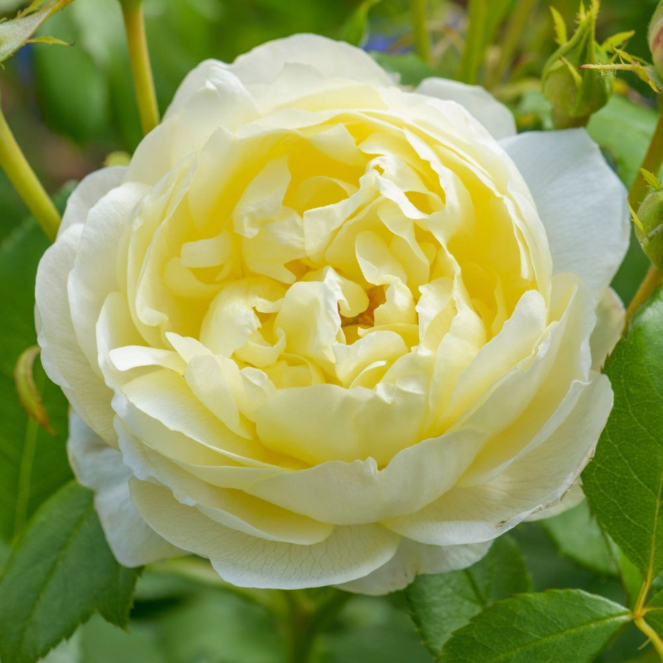 Vanessa Bell Rose | Plant Addicts