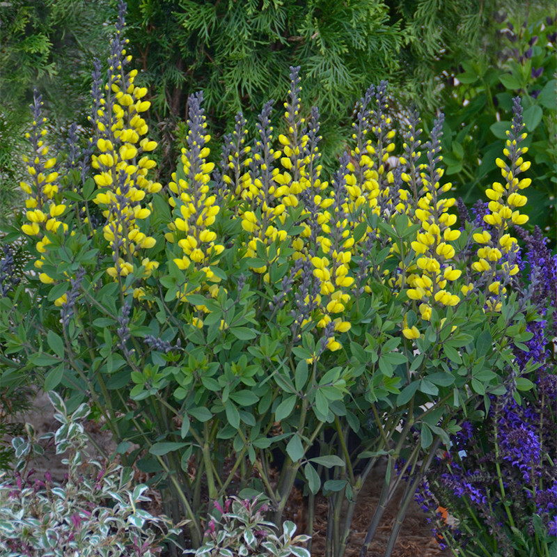Decadence® Dark Chocolate False Indigo | Plant Addicts