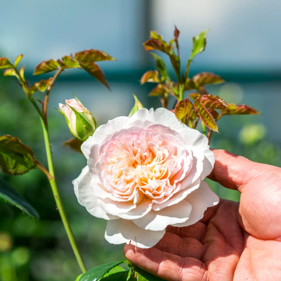 Emily Bronte Rose | Plant Addicts