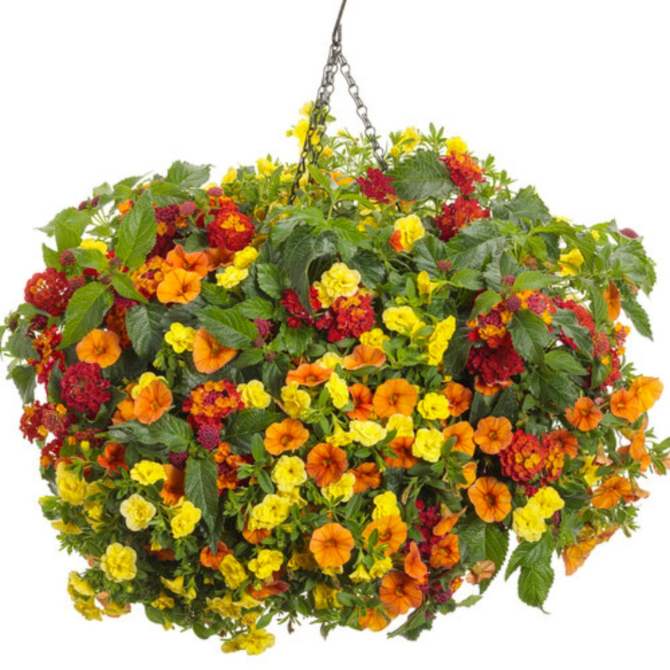 Superbells® Double Yellow Calibrachoa | Plant Addicts