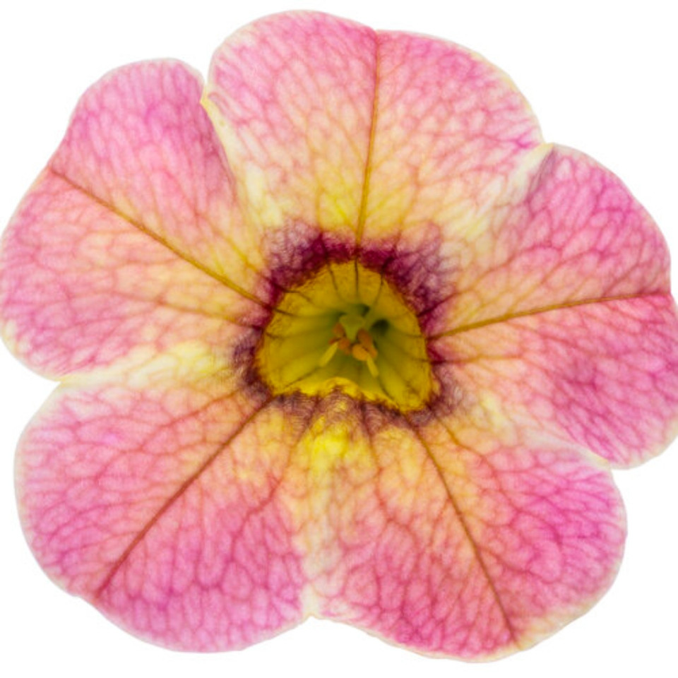 Superbells® Prismâ ¢ Pink Lemonade Calibrachoa | Plant Addicts