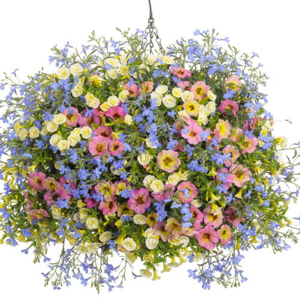 Superbells® Prismâ ¢ Pink Lemonade Calibrachoa | Plant Addicts
