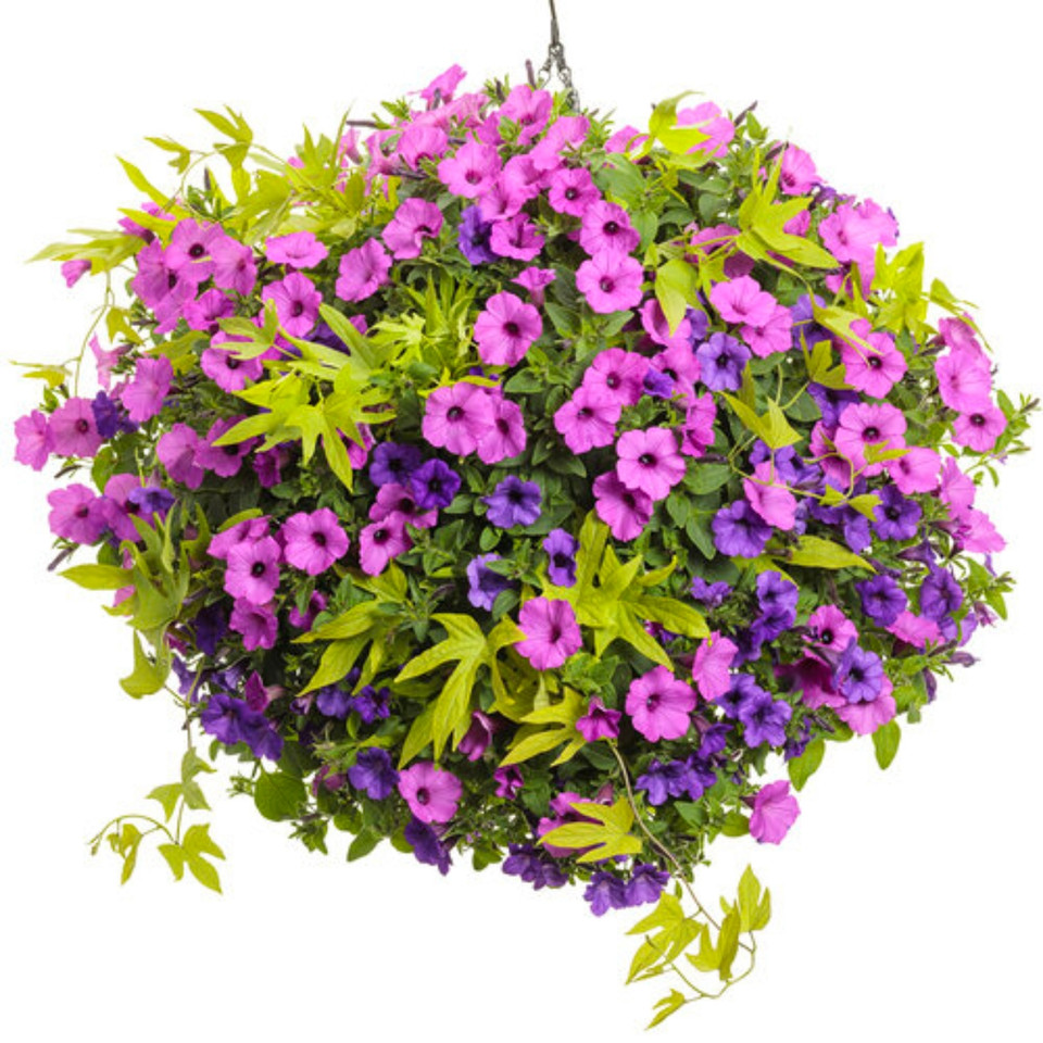 Sweet Caroline Upside™ Key Lime Sweet Potato Vine | Plant Addicts