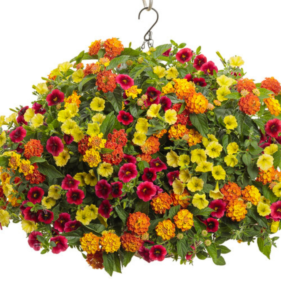 Luscious® Basket Tangeloâ ¢ Lantana | Plant Addicts