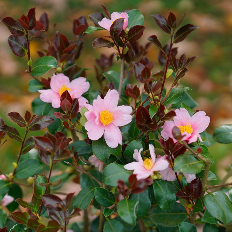 Camellia Bushes | Plant Addicts