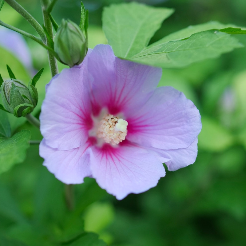 Lydia Tecoma | PlantAddicts.com