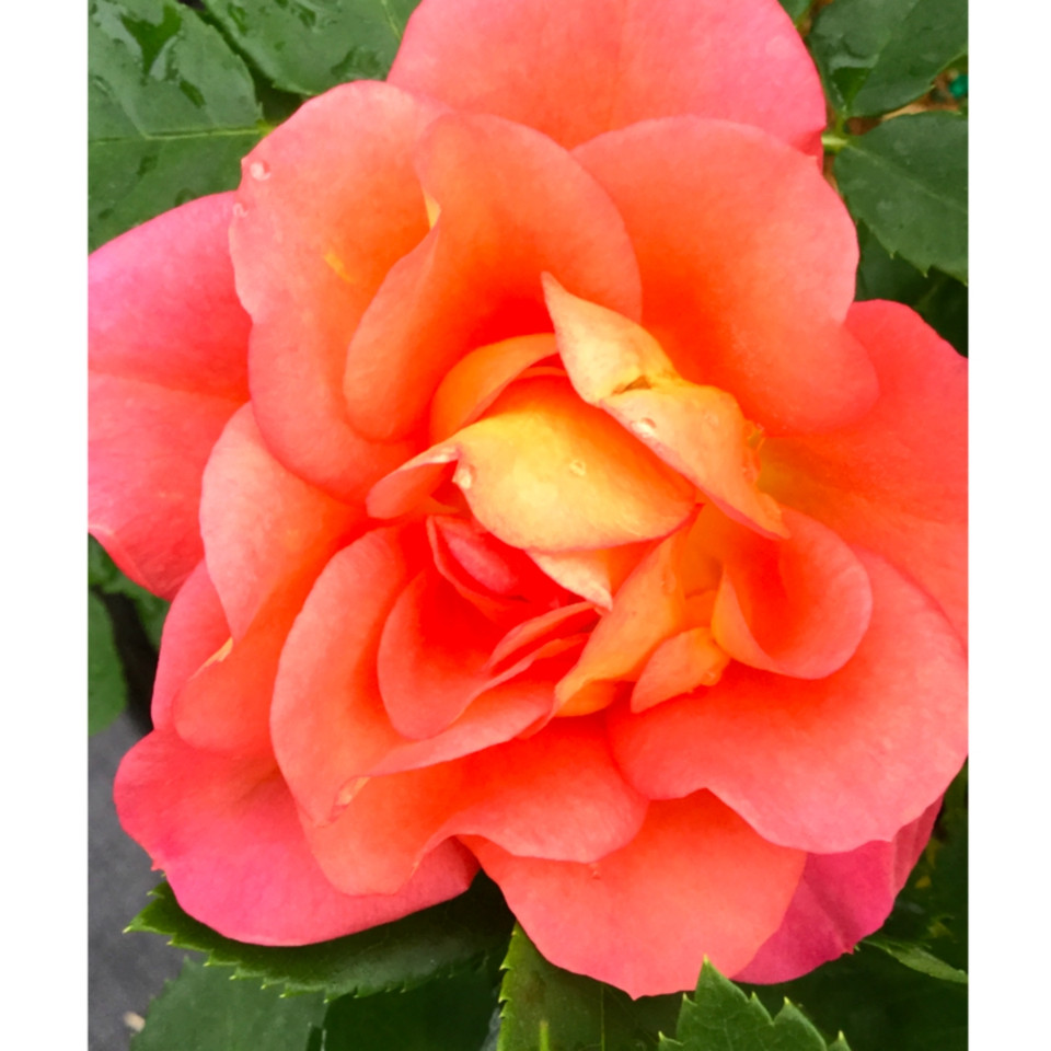 Rise Up Emberays™ Rose | Plant Addicts